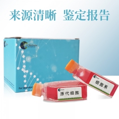 HMC-1 Cell /HMC1人肥大细胞现货_报价/价格/性能参数/图, 上海信裕生物科技有限公司_生物器材网