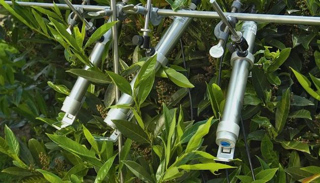 利用PhenoScope高通量抗性筛选系统快速筛选多抗性水稻品种_生物器材网