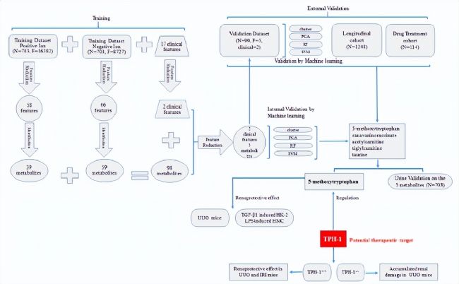 文献解读：利用代谢组学进行CKD早期诊断标志物筛选_生物器材网
