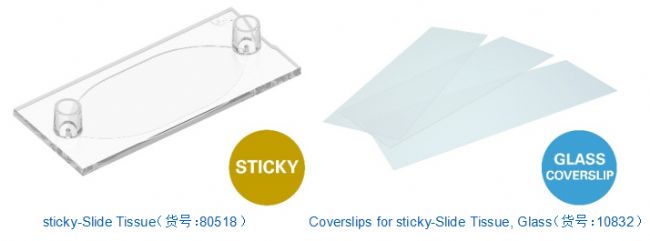 ibidi sticky-Slide Tissue简化组织染色方案_生物器材网