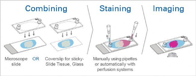 ibidi sticky-Slide Tissue简化组织染色方案_生物器材网